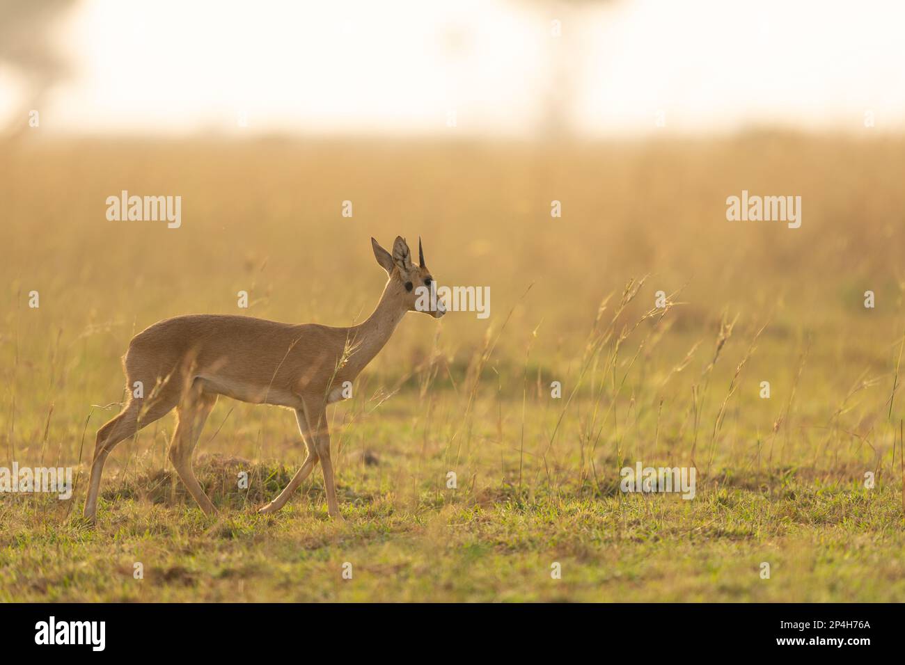 Antelopes in the grass during morning mood in Murchinson Falls national ...