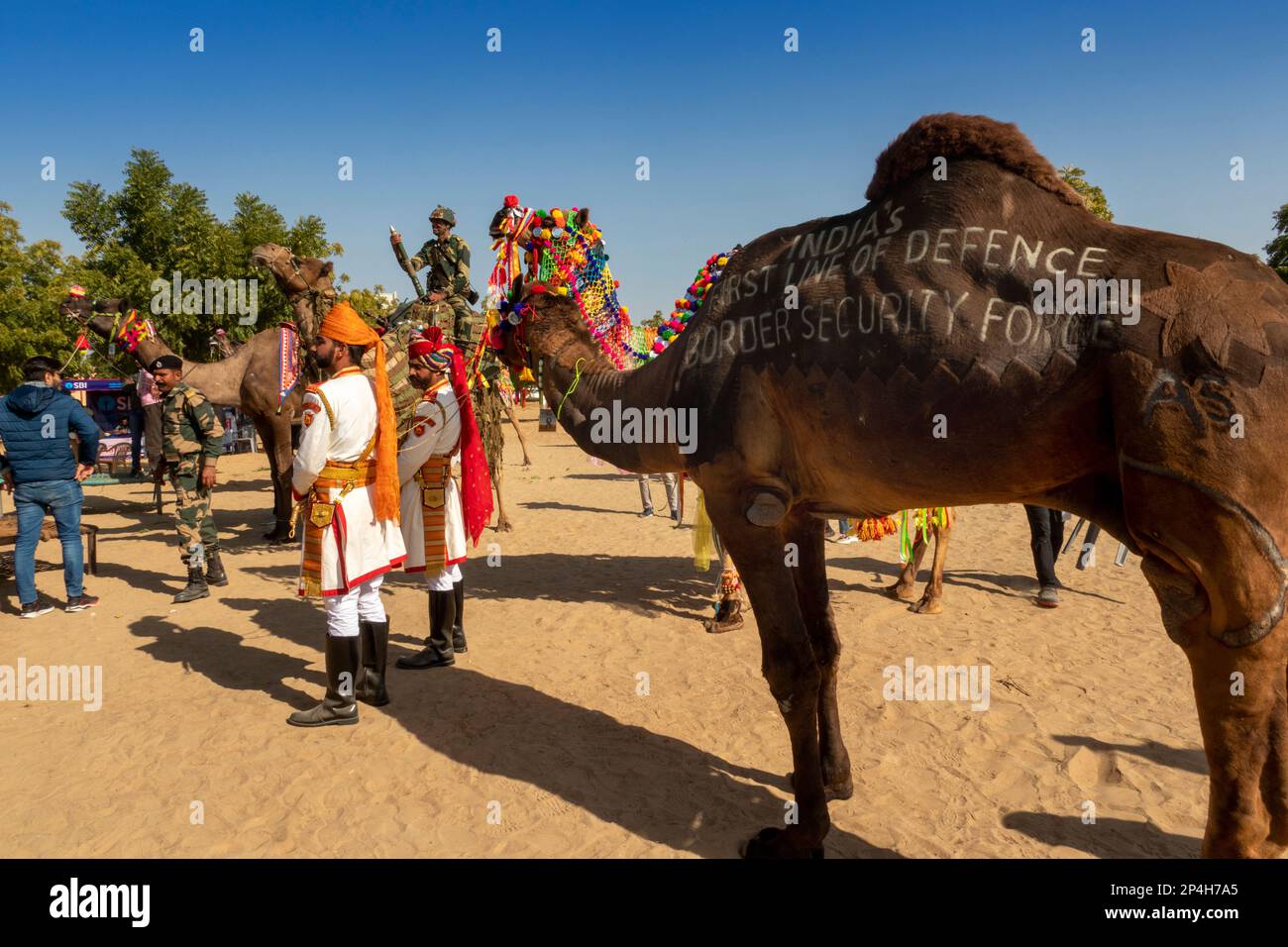 India, Rajasthan, Bikaner, National Camel Research Centre, Camel ...