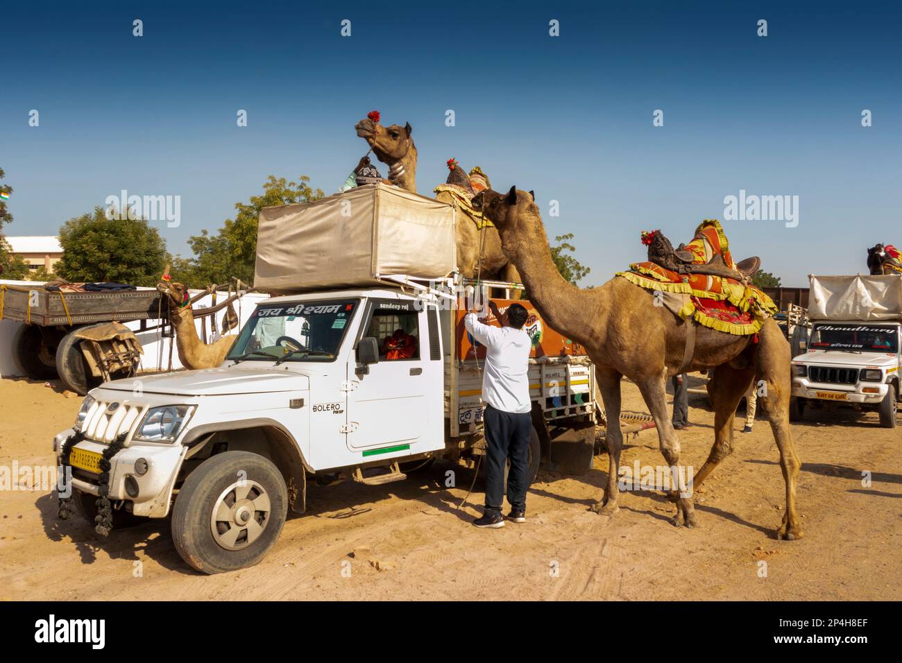 India, Rajasthan, Bikaner, National Camel Research Centre, Camel ...