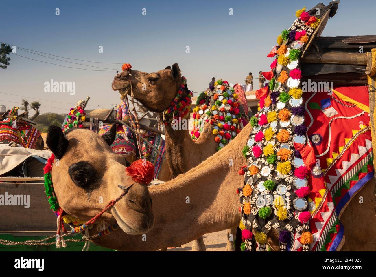 India, Rajasthan, Bikaner, National Camel Research Centre, Camel ...