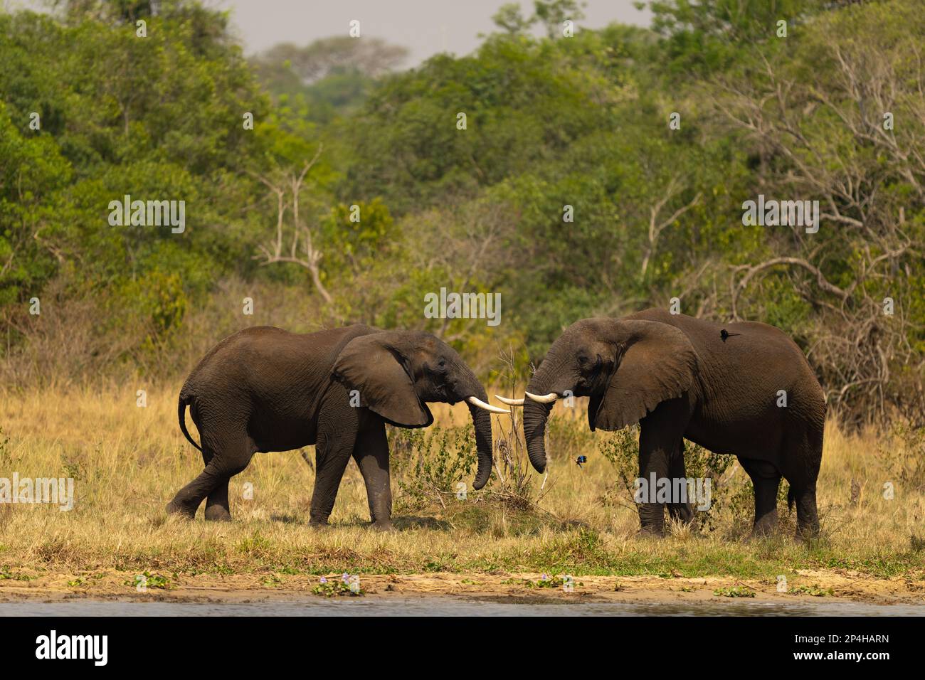 Two Elephants greeting each other and a woodland kingfisher flys unter ...