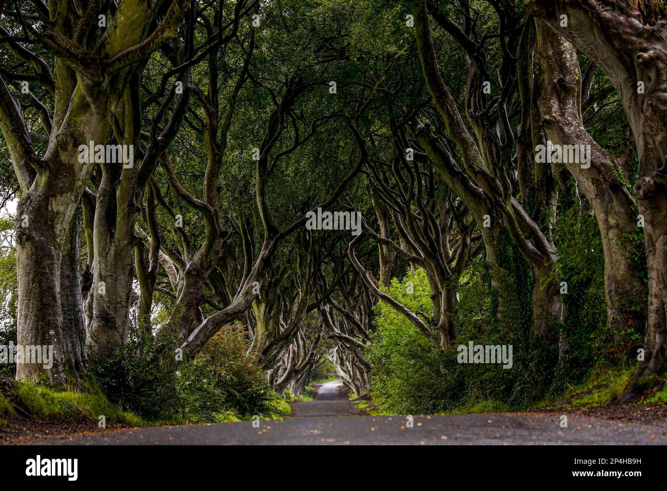 Tree lined road in Ireland Stock Photo - Alamy