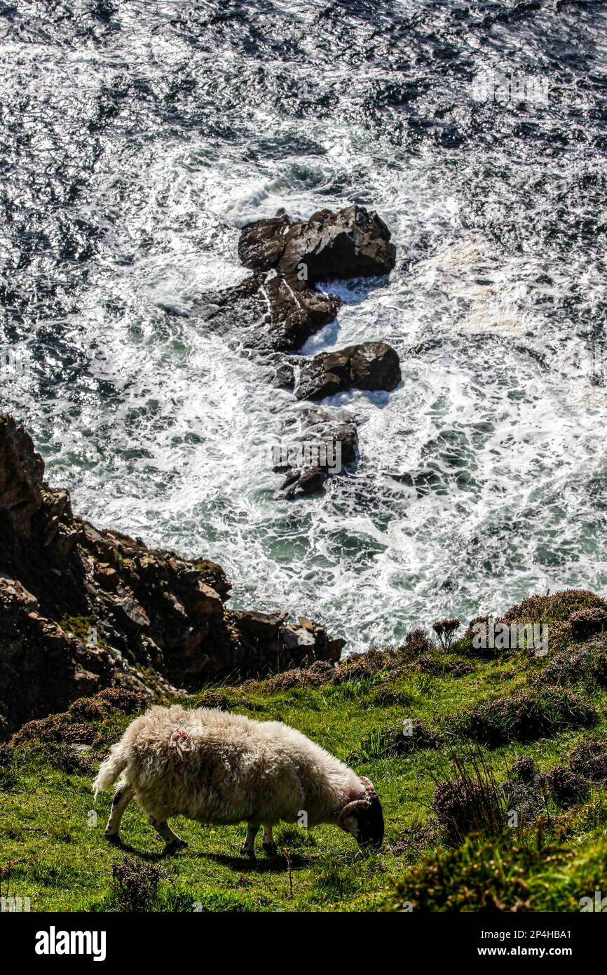 Sheep on cliff in Ireland Stock Photo - Alamy