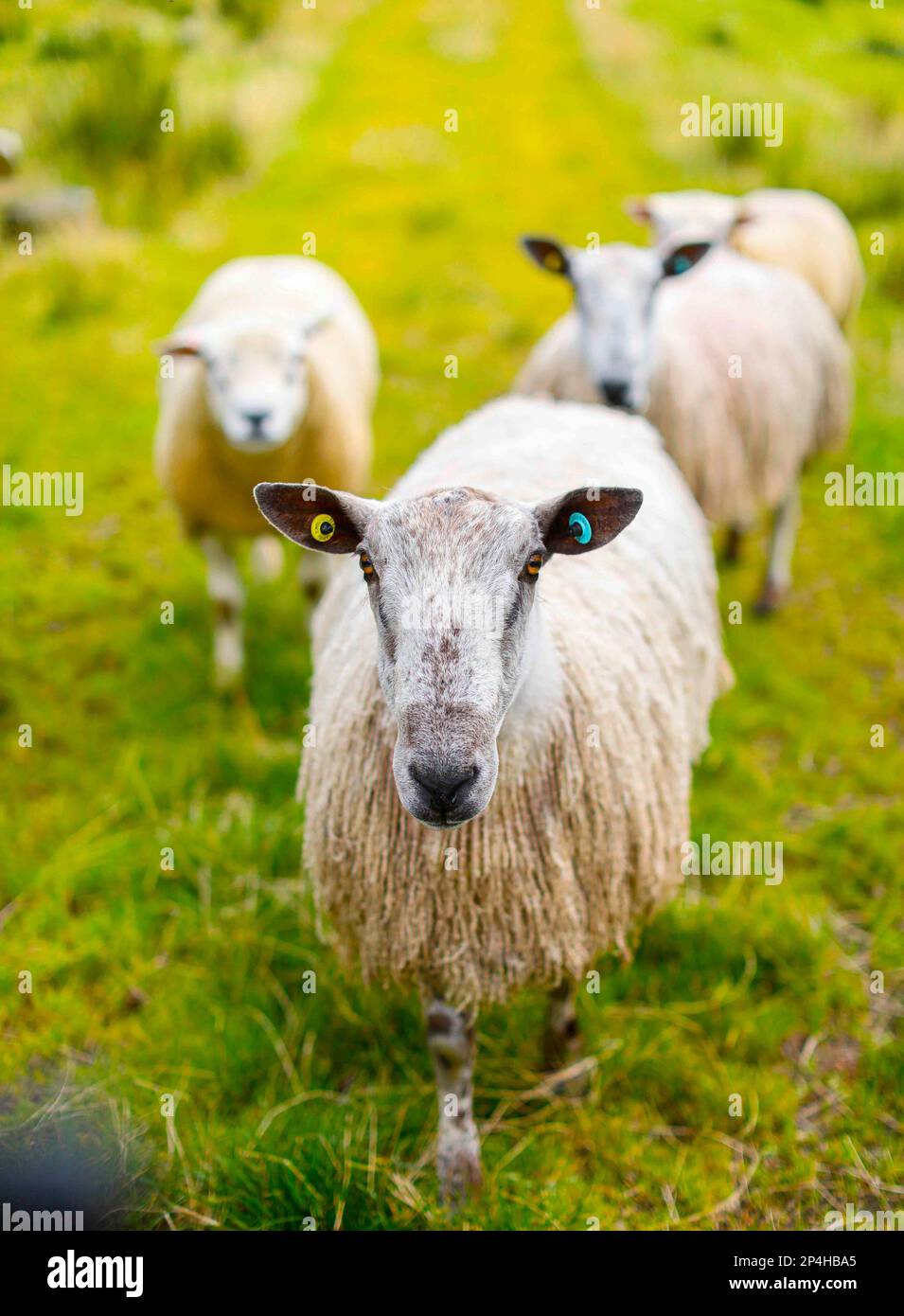 Travel ireland hi-res stock photography and images - Alamy