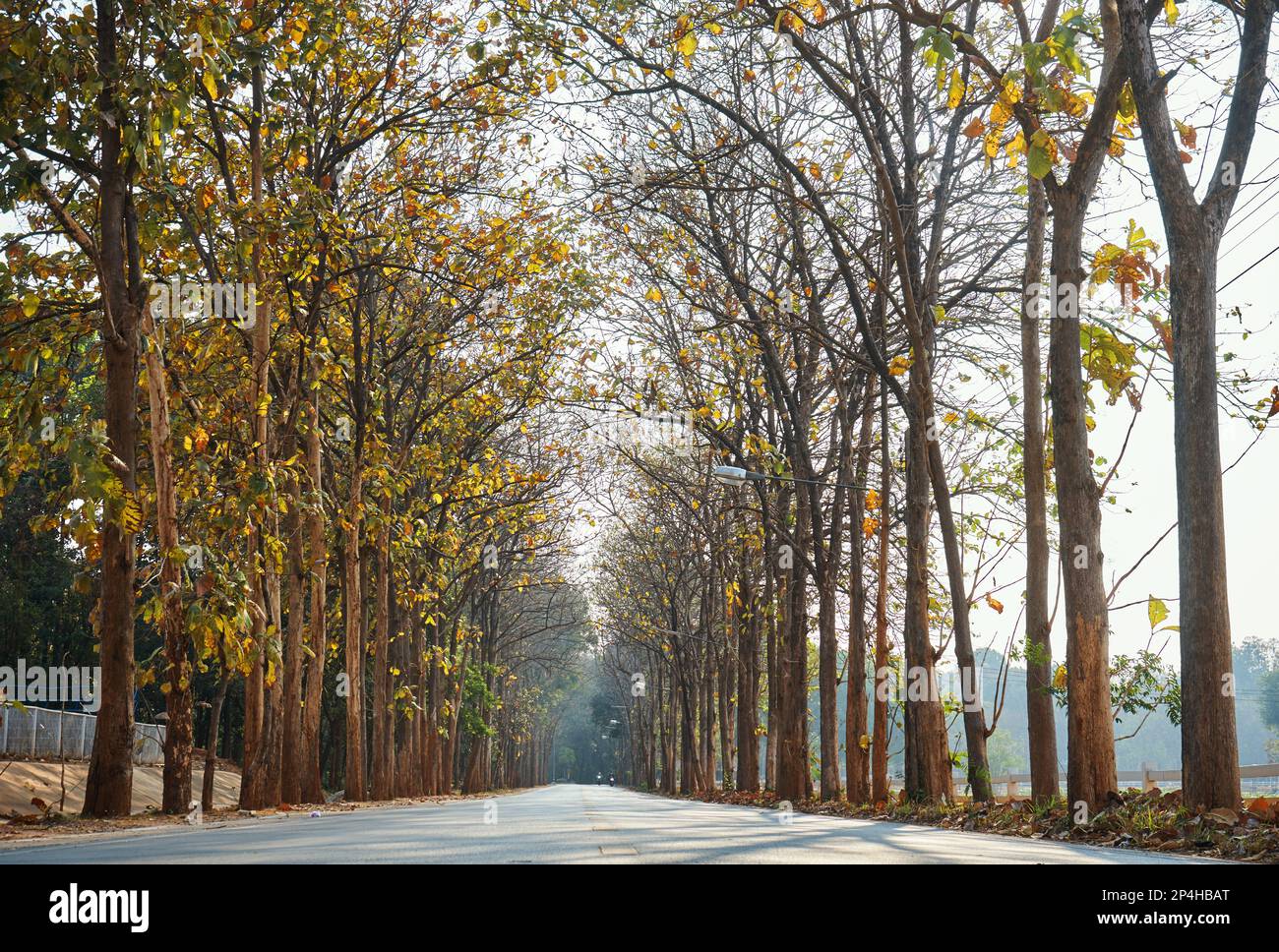 The asphalt road through the tree tunnel Stock Photo - Alamy