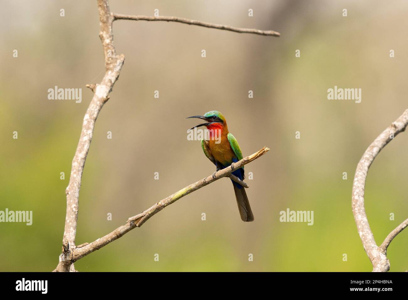 Red-throated bee-eater sitting on a branch at murchinson falls national ...