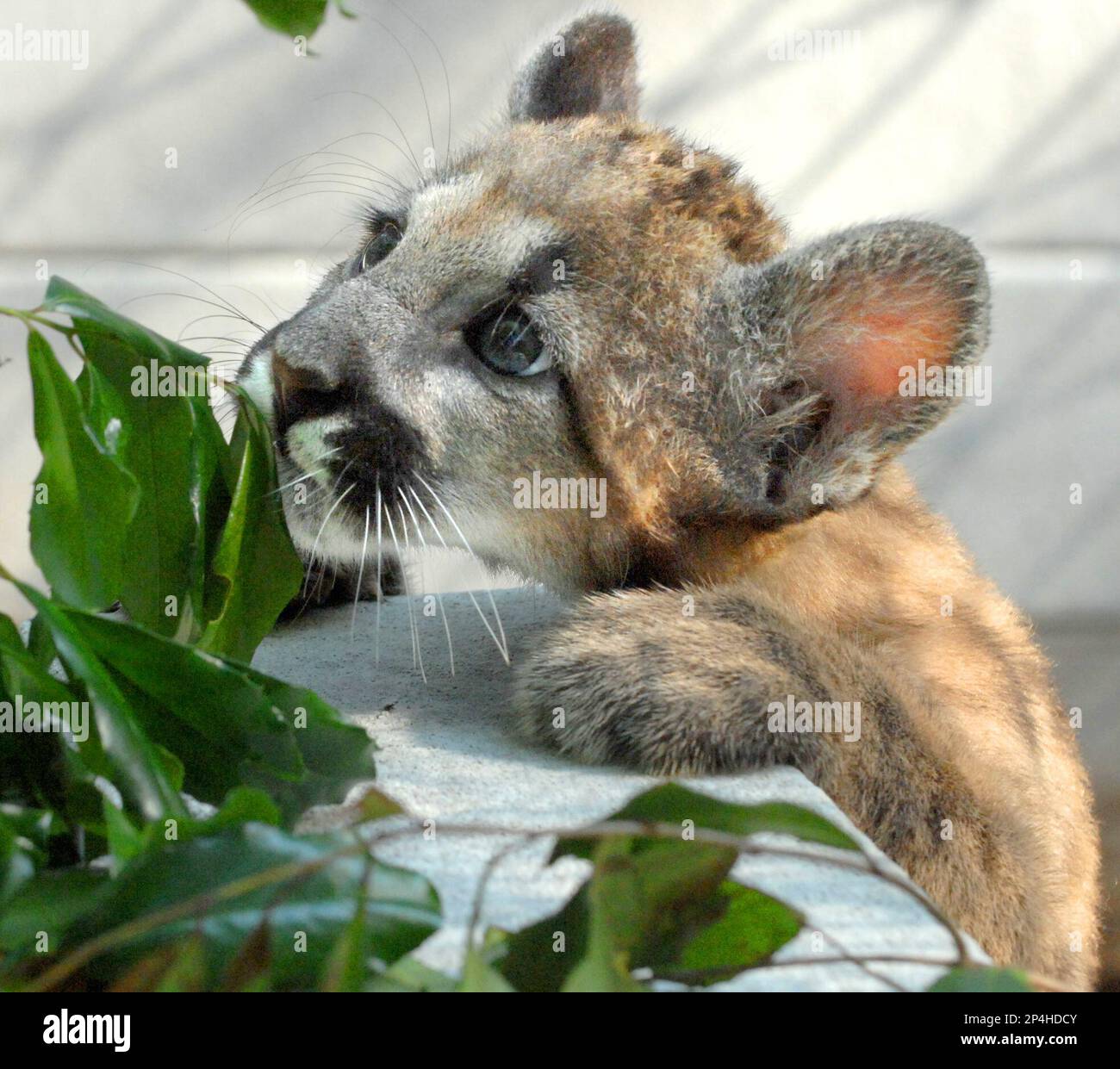 A yet unnamed Florida panther cub gets acquainted with his new ...