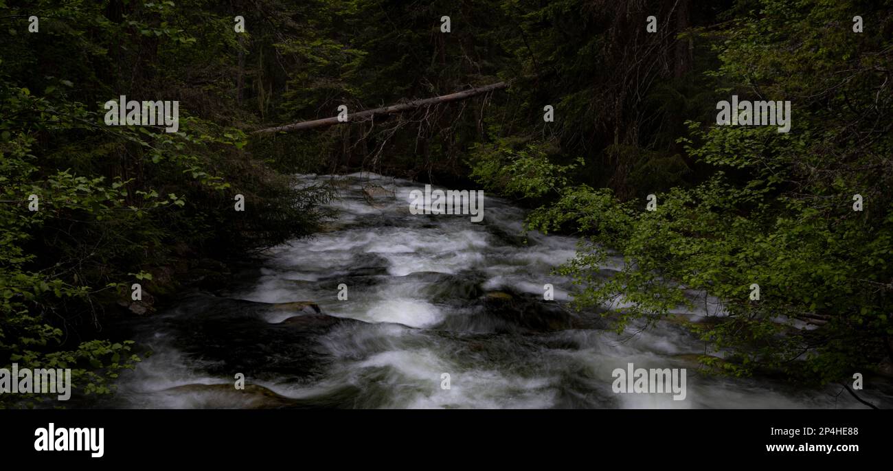 A wilderness white water creek in Montana Stock Photo - Alamy