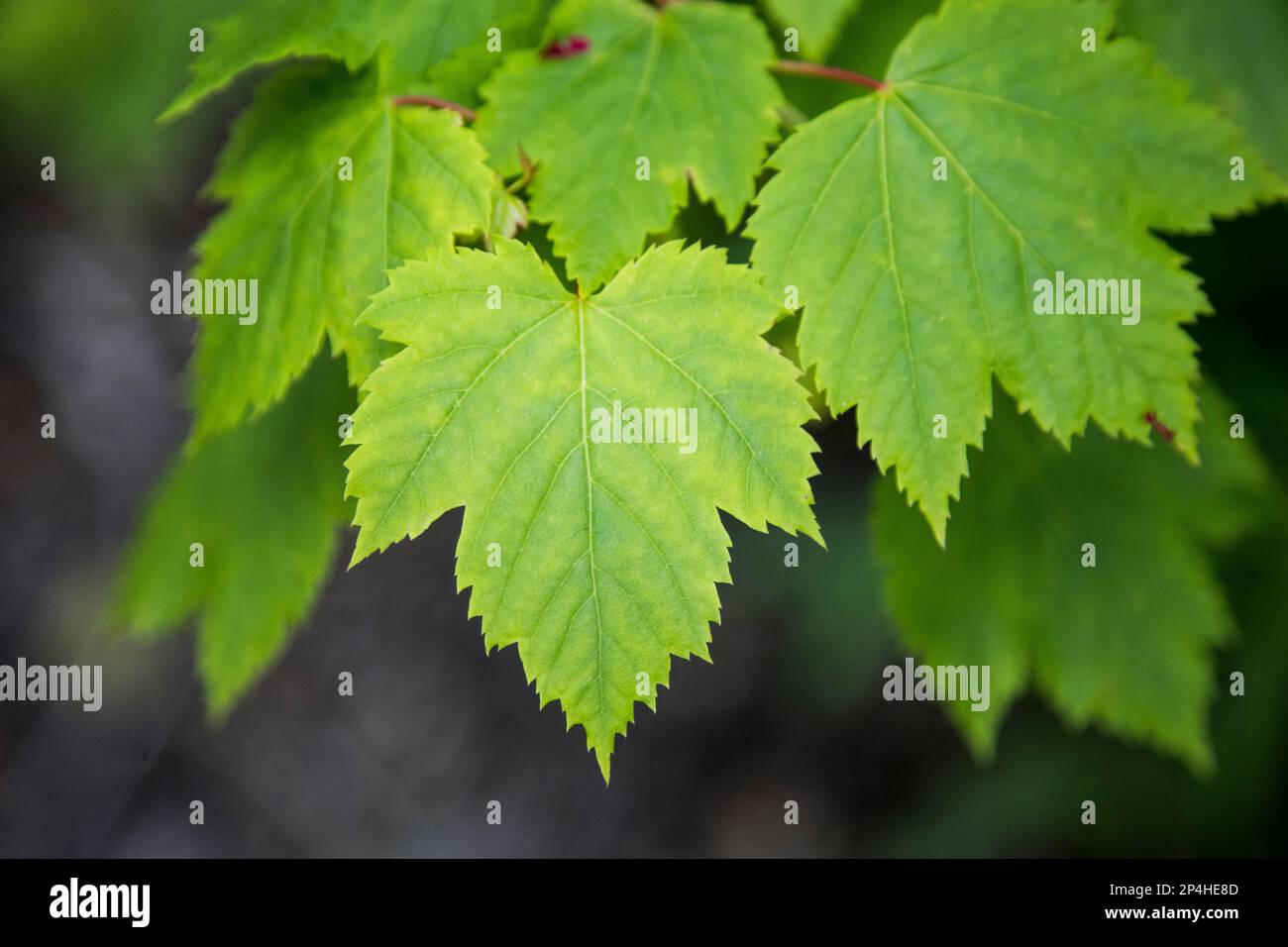 Spring maple leaf hi-res stock photography and images - Alamy