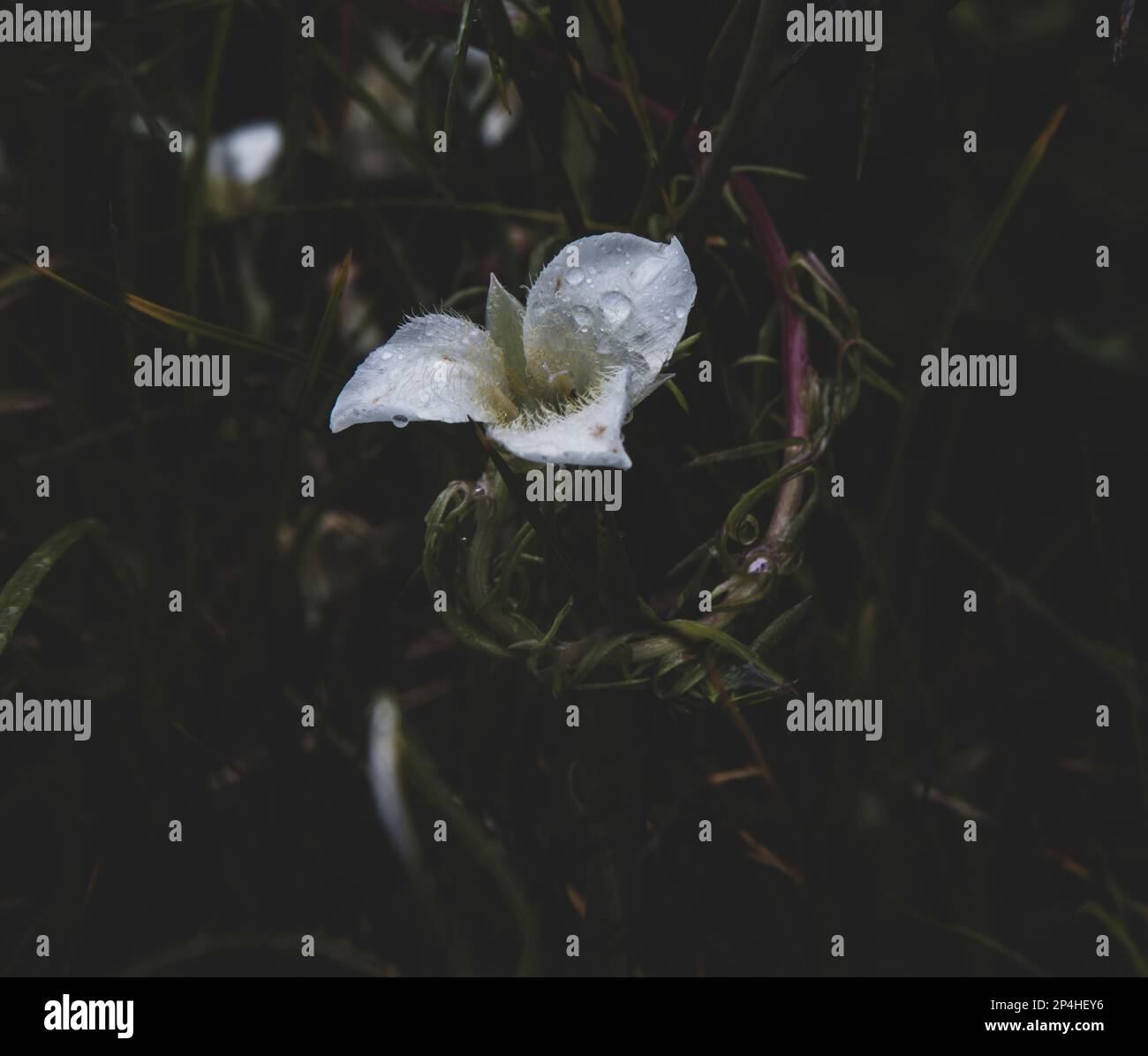Quiet flower hi-res stock photography and images - Alamy