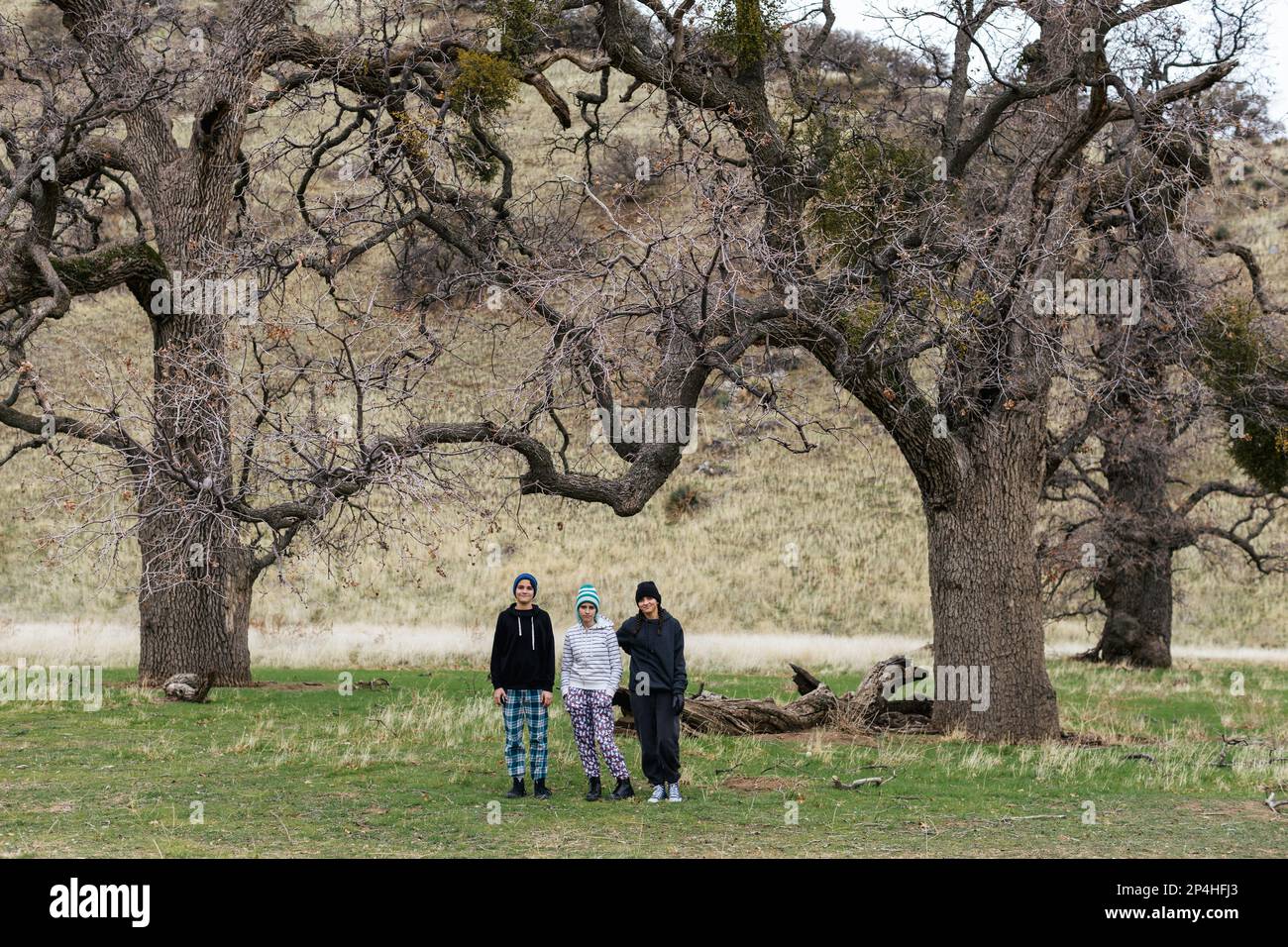 Stand of oak trees hi-res stock photography and images - Alamy