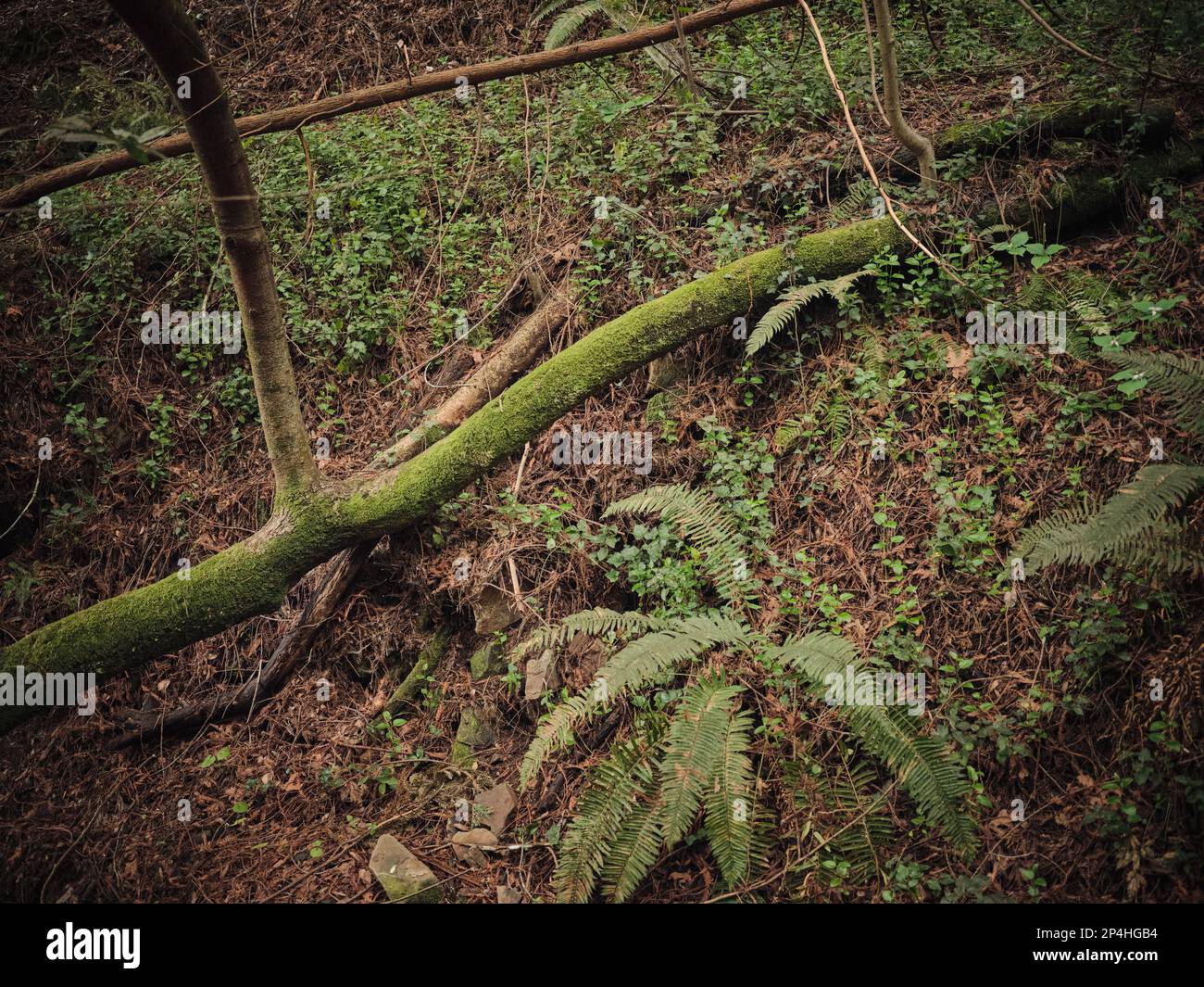 ferns and downed trees covered in moss on a hillside Stock Photo - Alamy