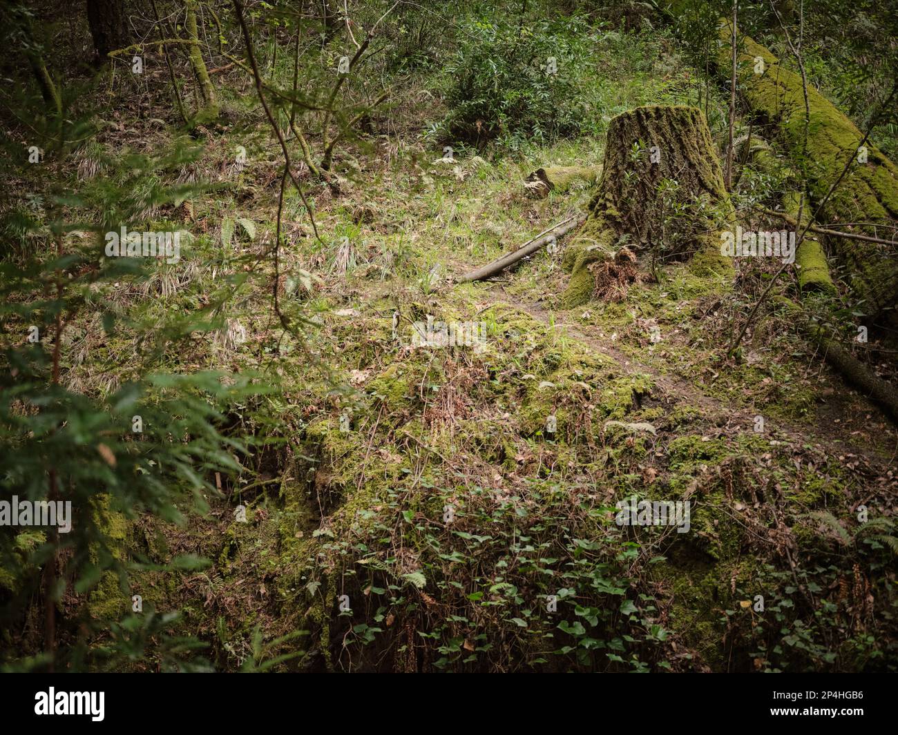 A single track path winds uphill in a mossy green forest Stock Photo ...