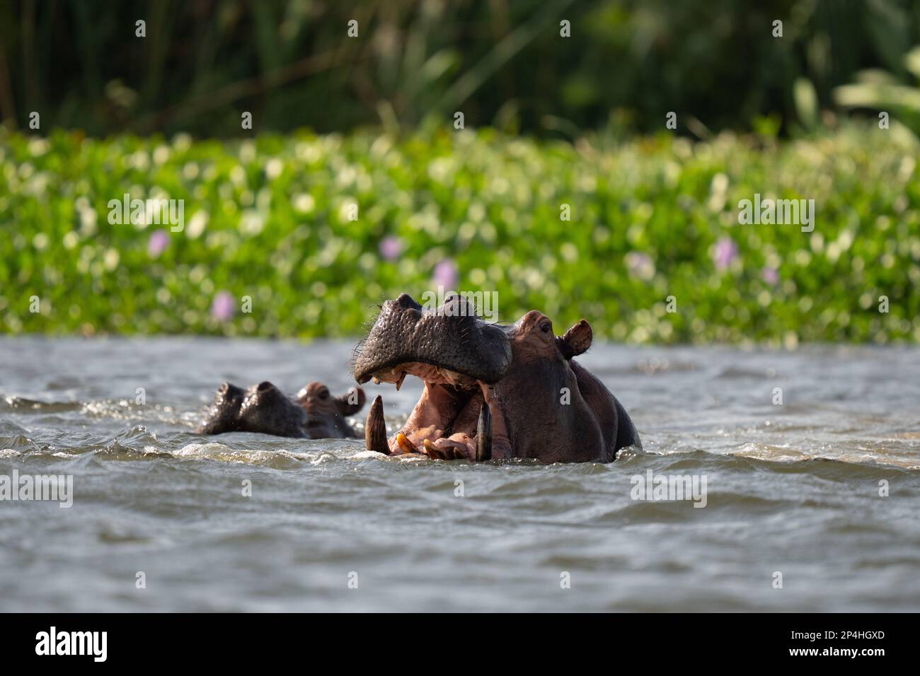 Hippo open mouth in the water in front of flowers in uganda muchinson ...