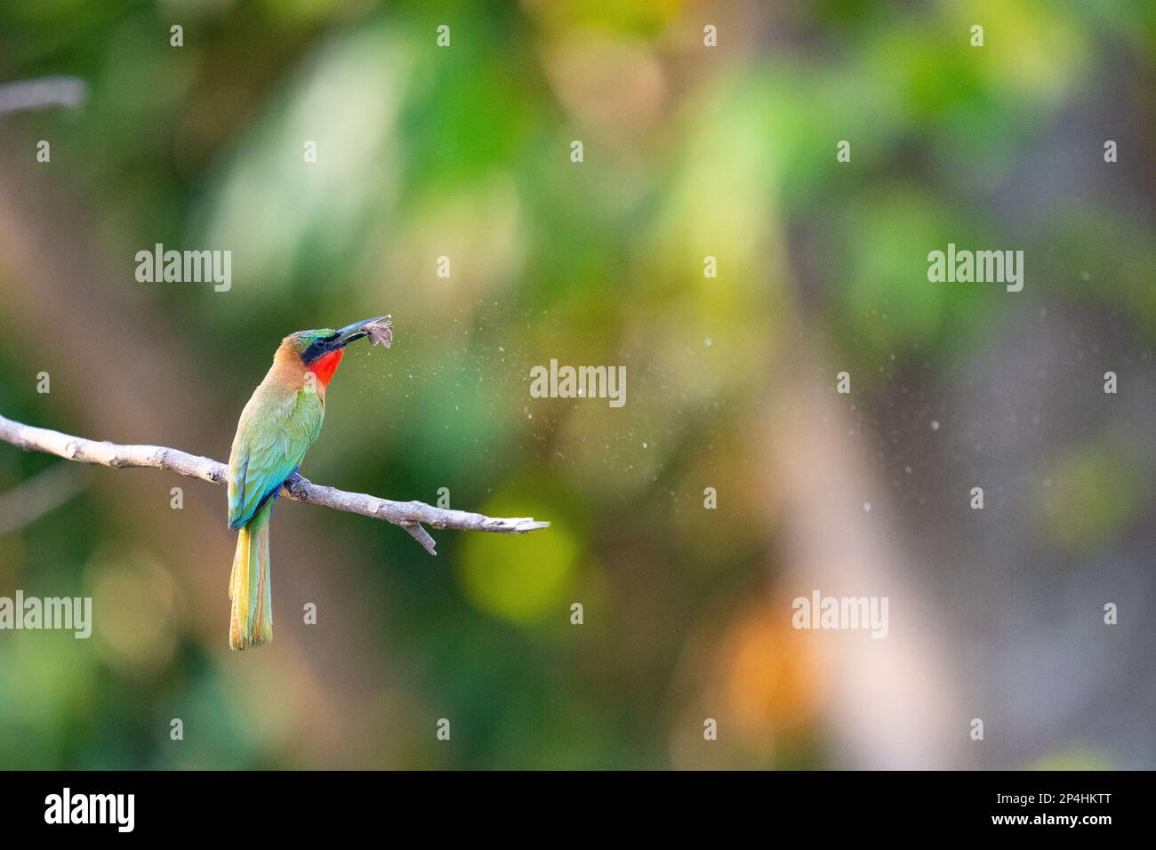 Red-throated bee-eater feeding on a moth at murchinson falls national ...