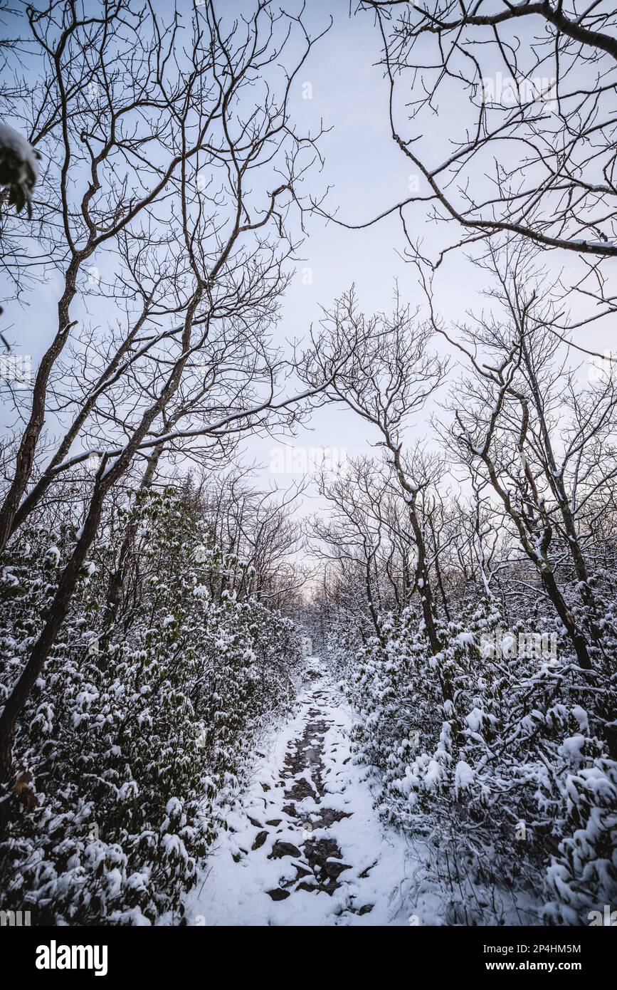 Snowy hiking trail leading to Mount Davis, Pennsylvania Stock Photo - Alamy