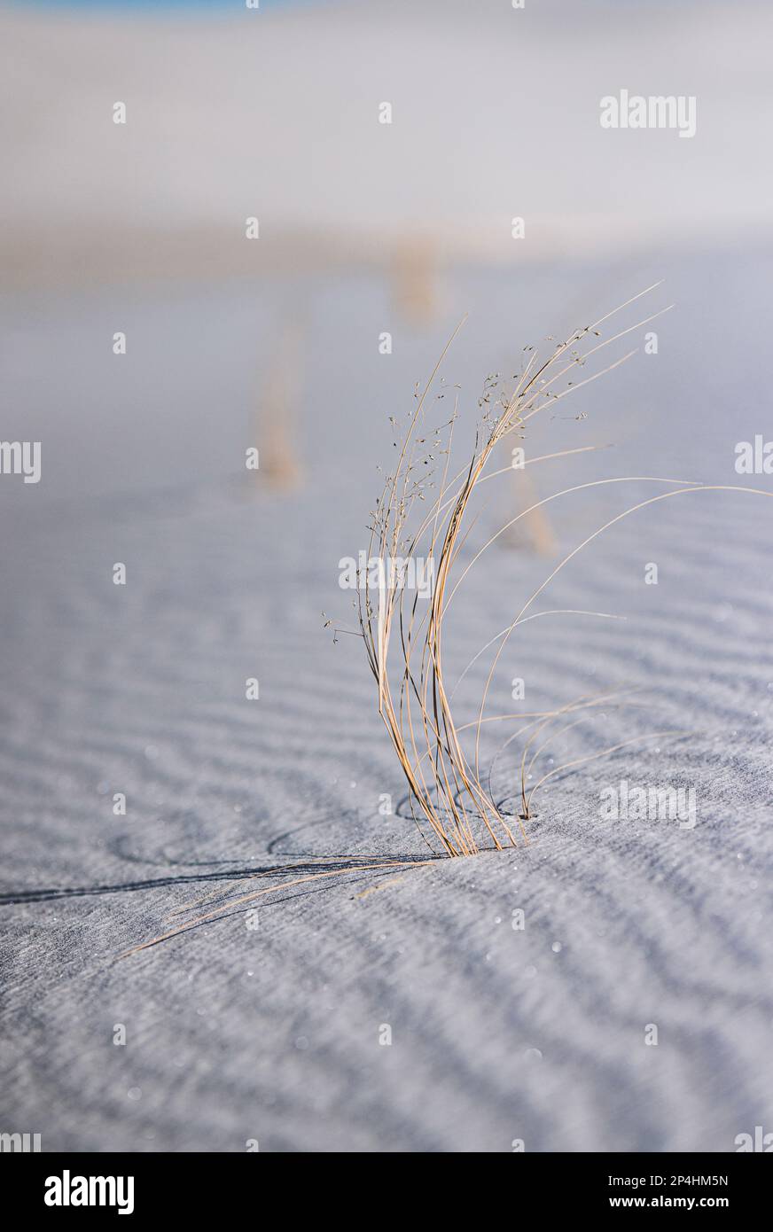 Grass pokes through sand, White Sands New Mexico Stock Photo - Alamy
