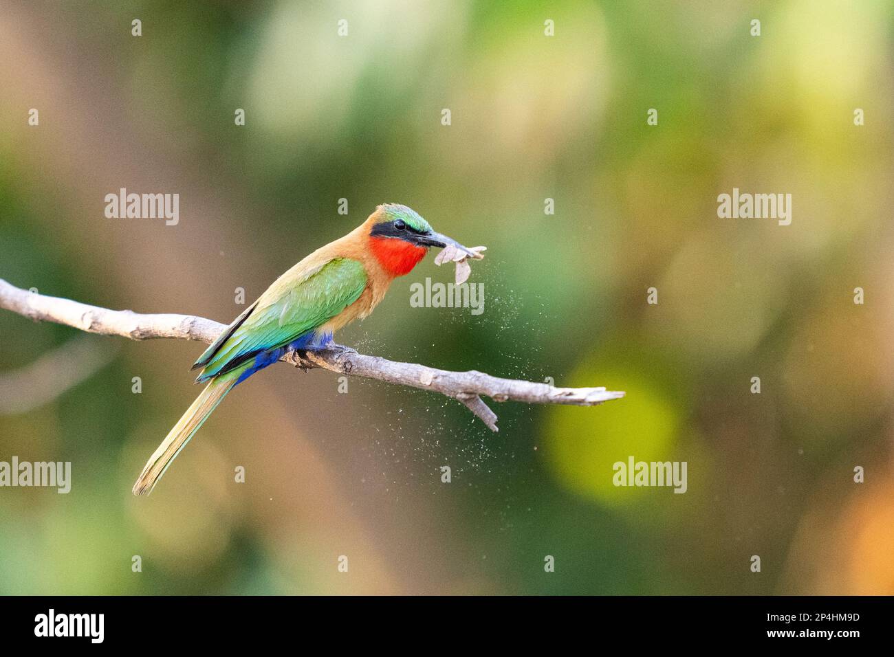 Red-throated bee-eater feeding on a moth at murchinson falls national ...