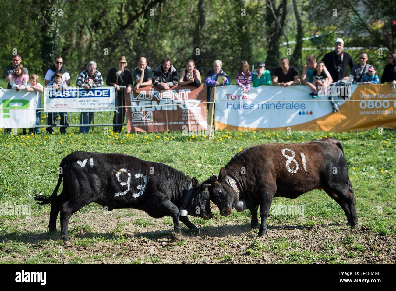 Two cows fight during the traditional "Combats de Reines" ("Battle of ...