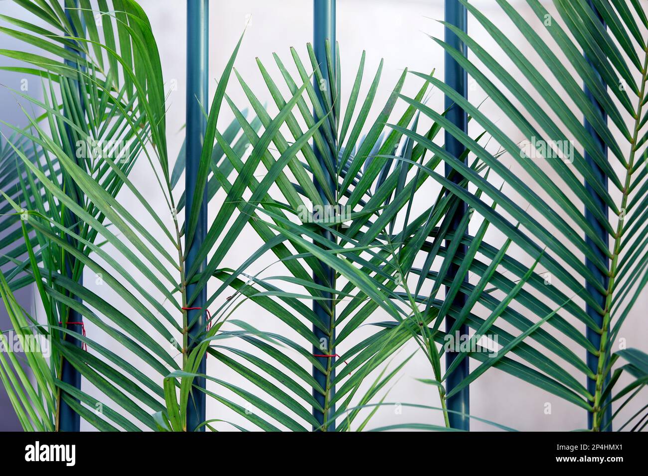 Holy Week. Branches set in green grid. Traditional Catholic celebration ...