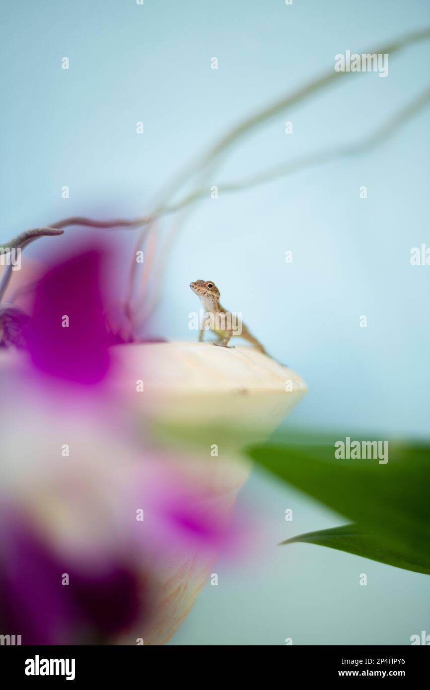 Gecko in a flower planter in Puerto Rico Stock Photo - Alamy