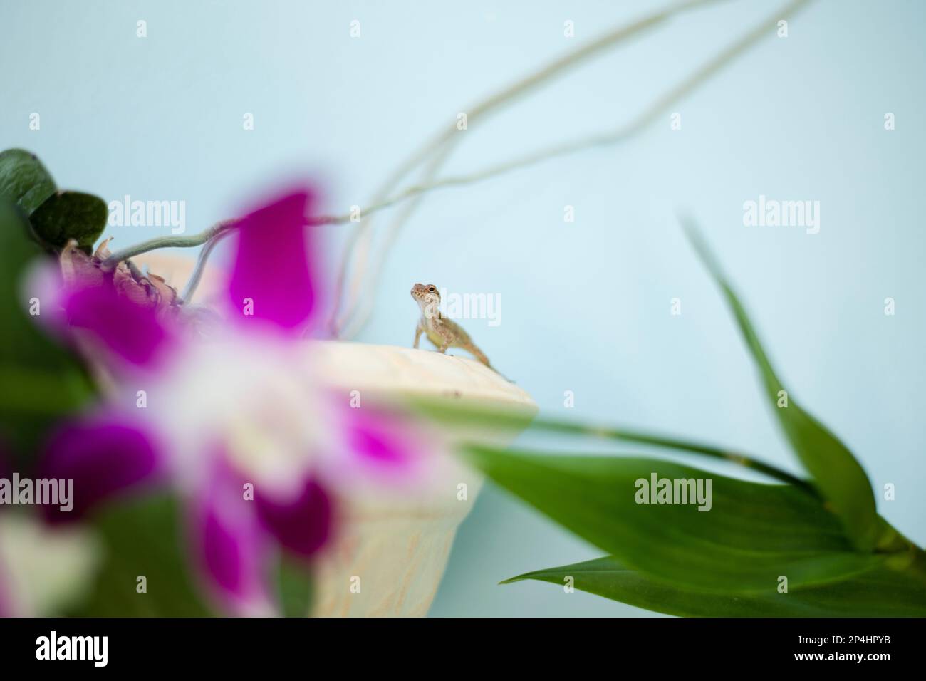 Gecko in a flower planter in Puerto Rico Stock Photo - Alamy