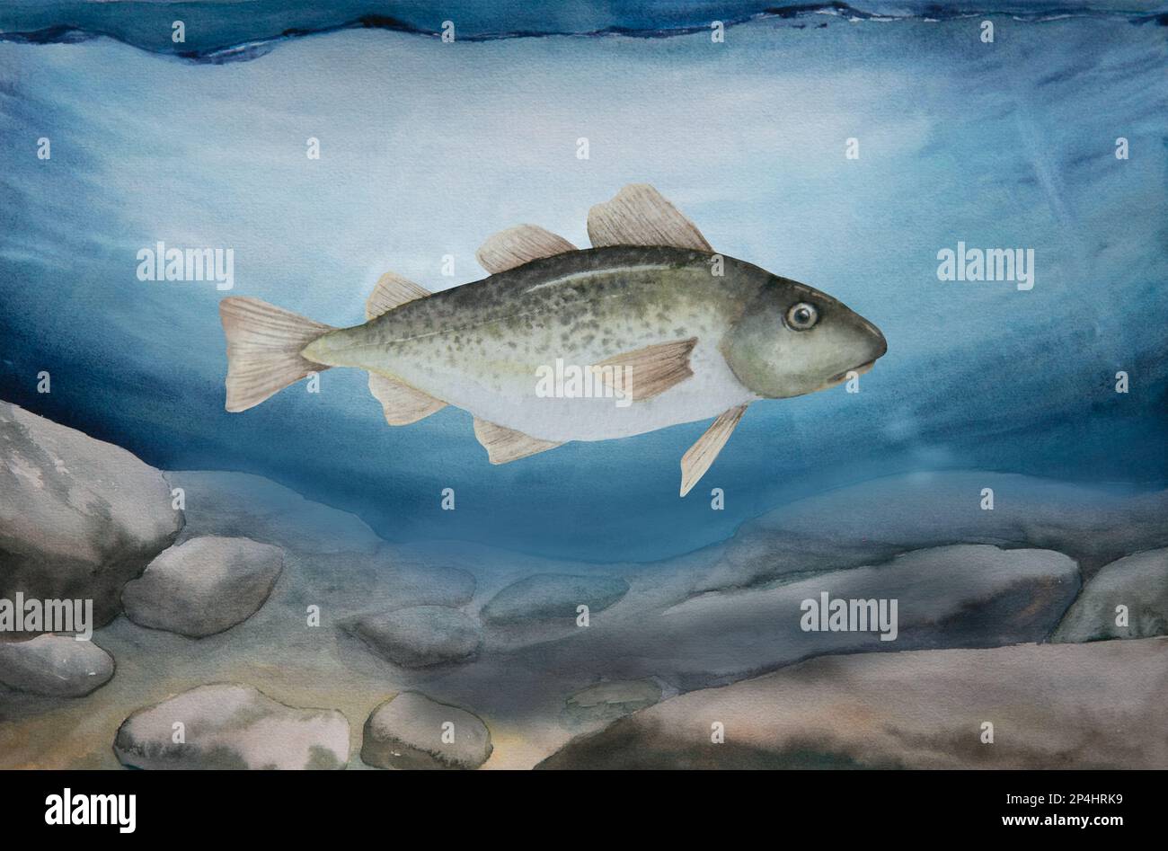 watercolor illustration of north sea landscape, underwater world, cod ...