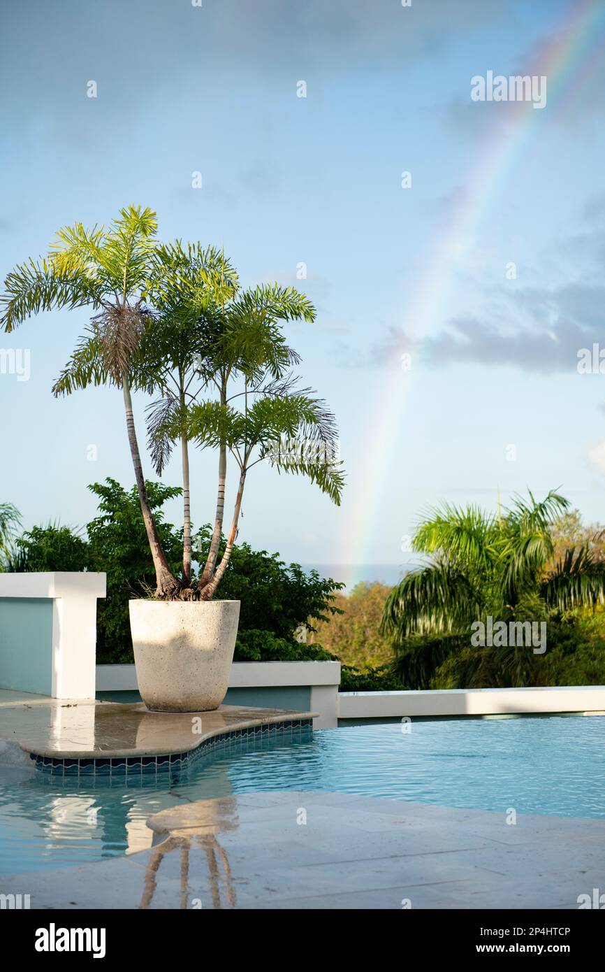 Rainbow tree puerto rico hi-res stock photography and images - Alamy