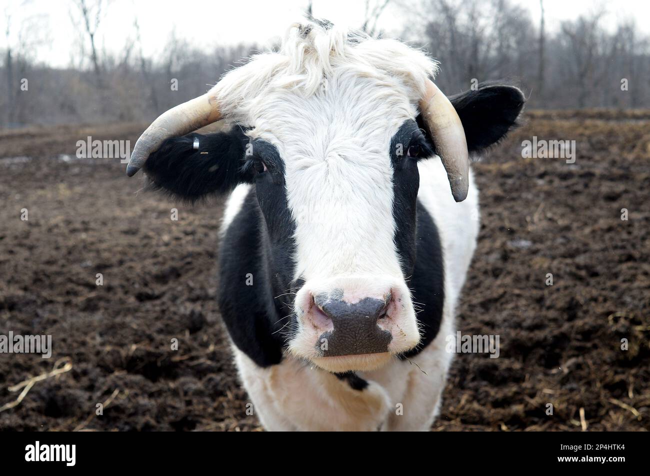 Fargo A Steer From North Dakota Is Photographed At The SASHA Farm A