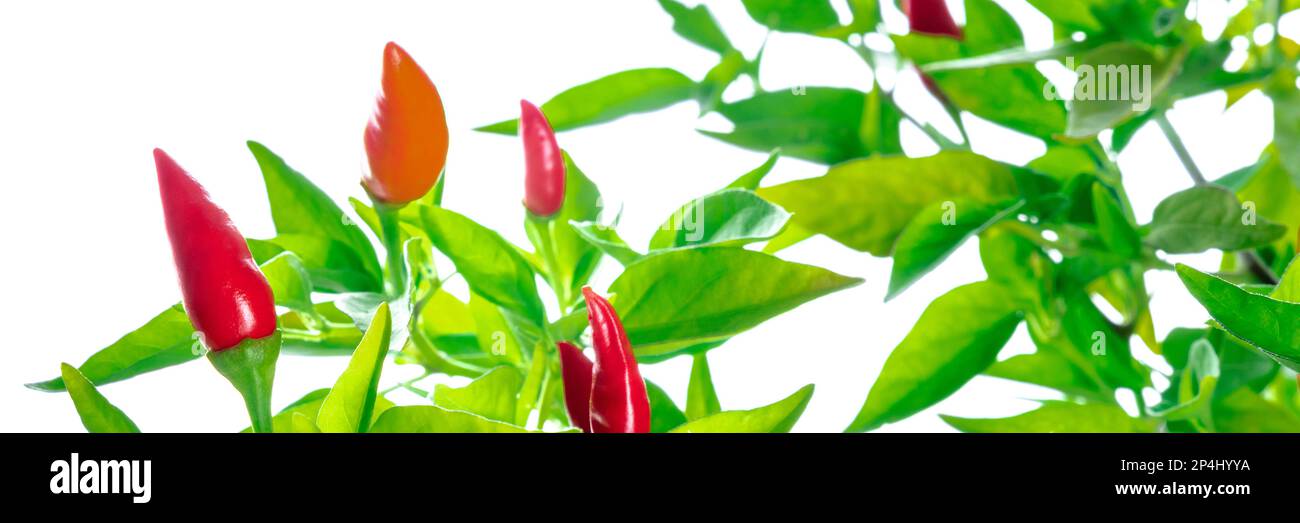 Red pepper plant panorama, with green leaves, on a white background, a ...