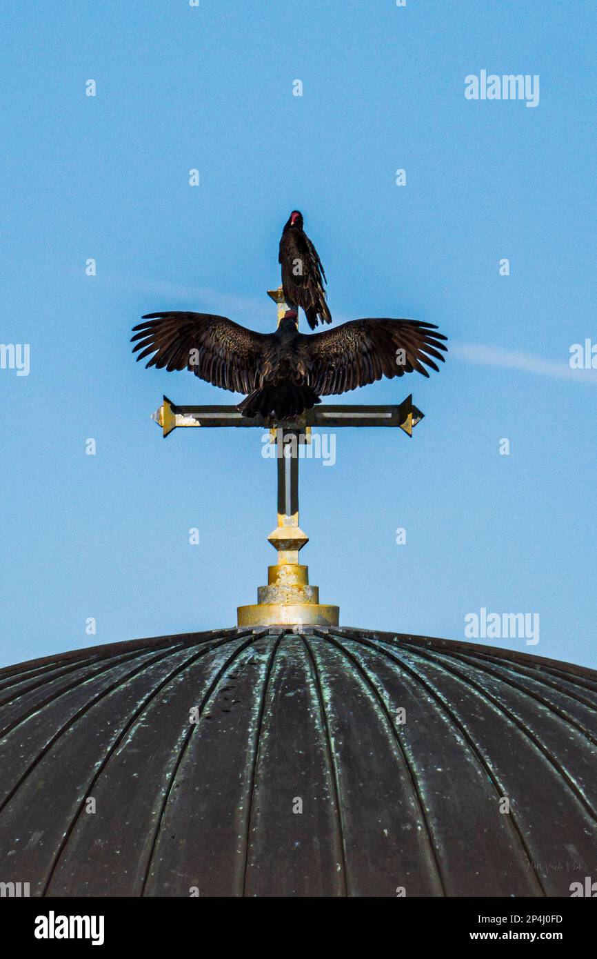Vulture on a cross with wings spread Stock Photo - Alamy