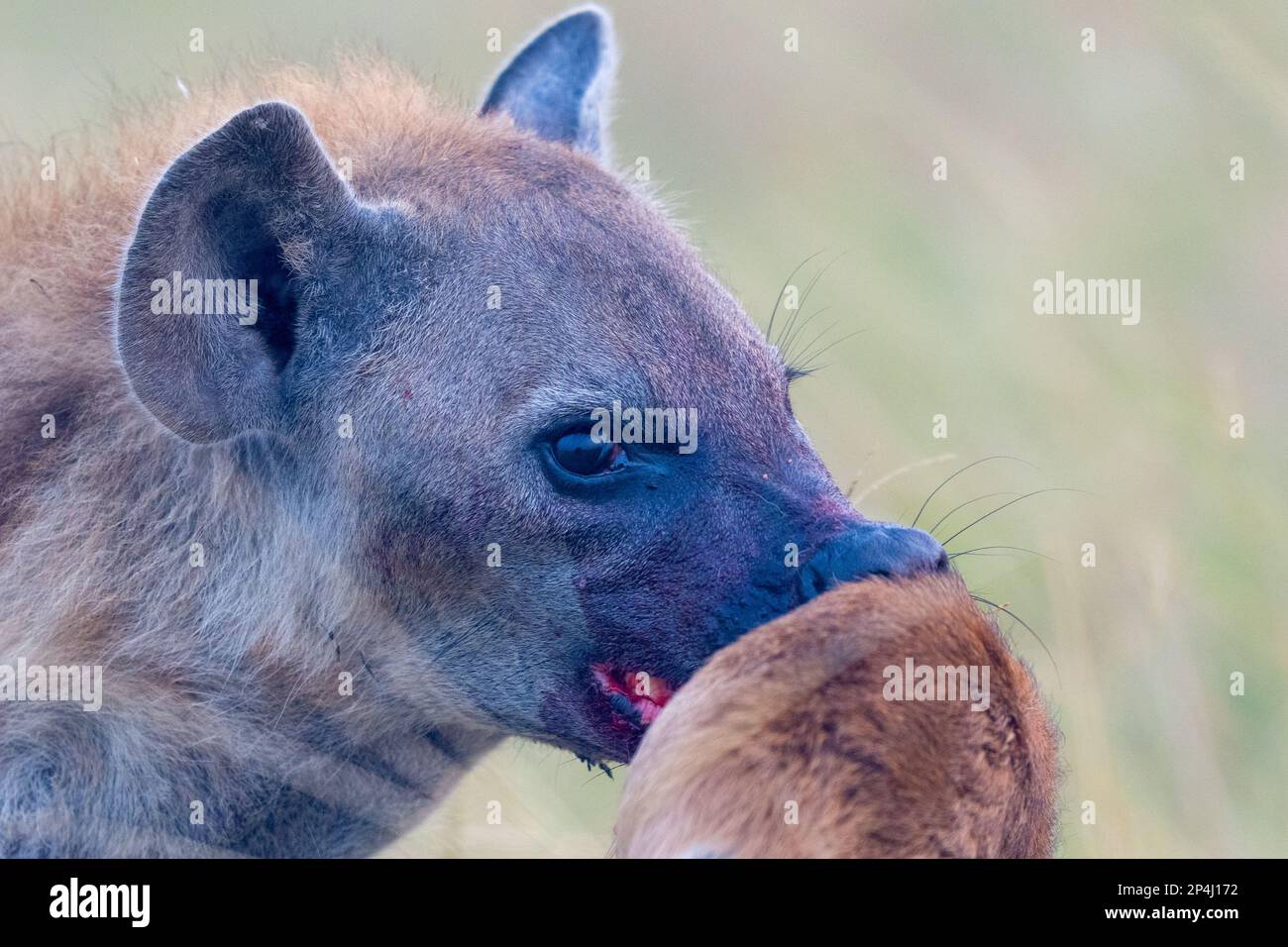 Hyena with bloody mouth in Ishasha in Queen Elizabeth national park in ...
