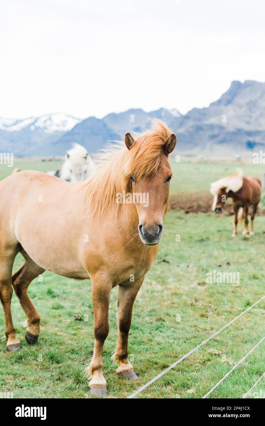 Sights of Iceland Roadtrip : Orange Horse Stock Photo - Alamy