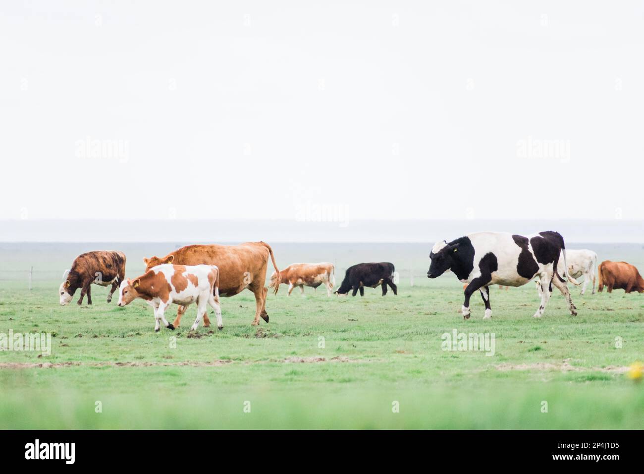 Sights of Iceland Roadtrip. : Cows Stock Photo - Alamy