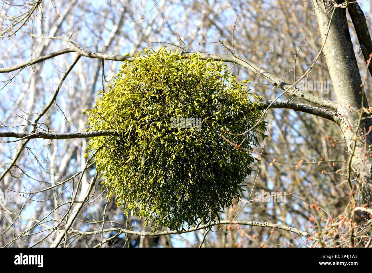 Alcsut arboretum hi-res stock photography and images - Alamy