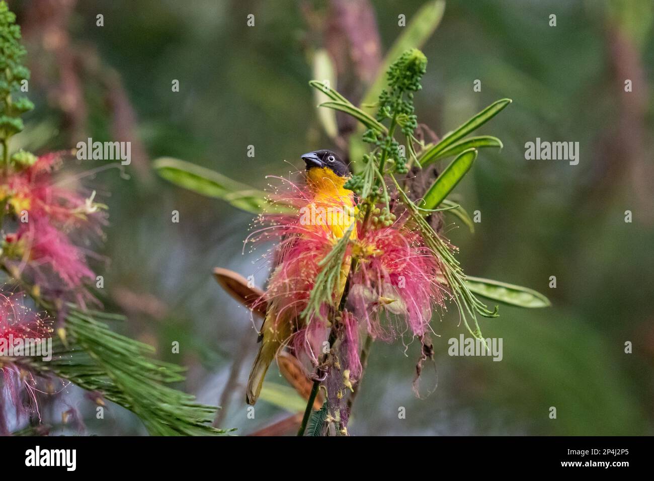 Yellow Weaver Bird in colorful tree pink in bwindi impenetrable ...