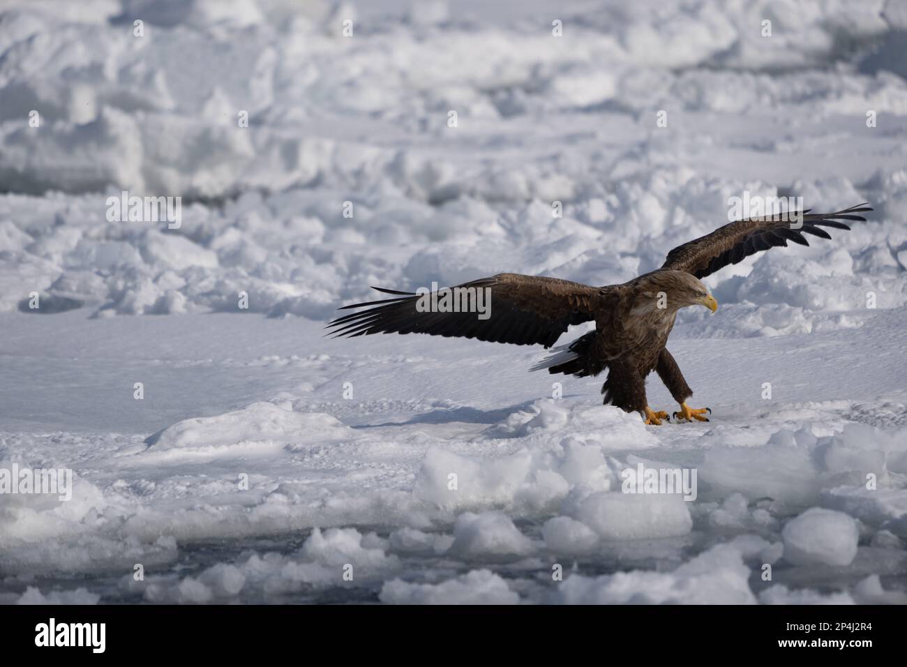 White tailed hawk hi-res stock photography and images - Alamy