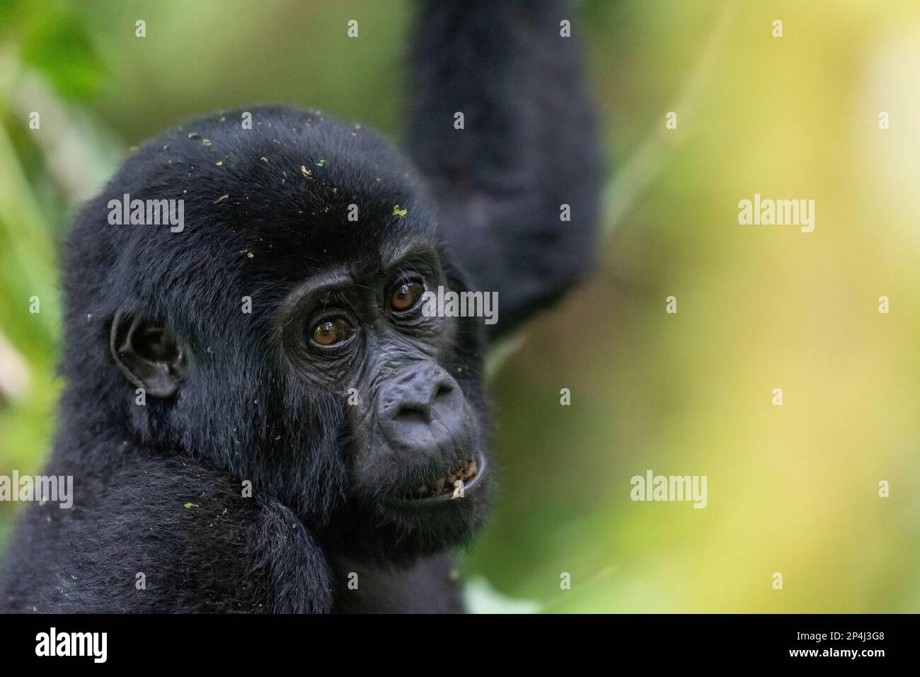 Baby Gorilla of one year playing in Bwindi Impenetrable National Park ...
