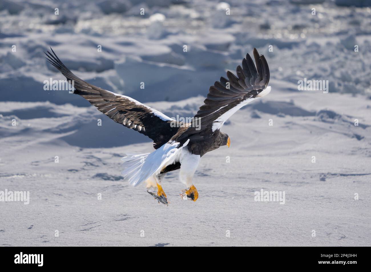Steller's sea eagle spreads its wings to fly, and its claws grab fish ...