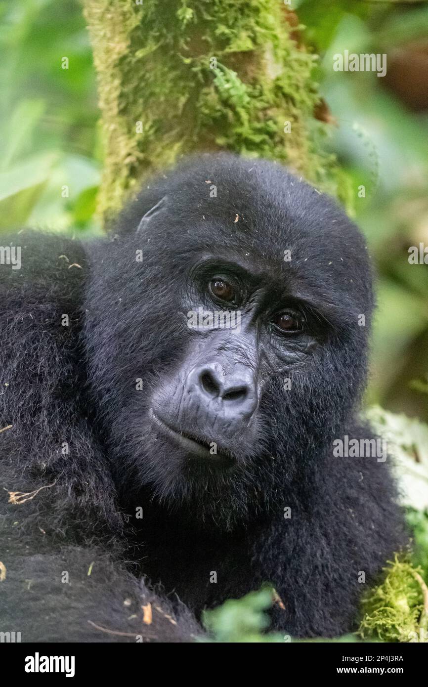 Silverback gorillas hi-res stock photography and images - Alamy