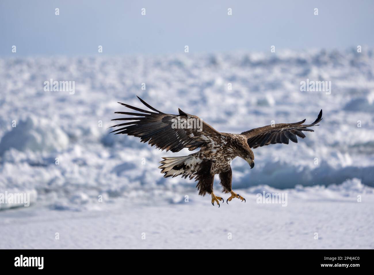 A white-tailed eagle spreads its wings and prepares to land on the snow ...