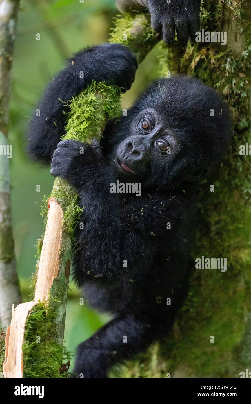 Baby mountain gorillas playing hi-res stock photography and images - Alamy