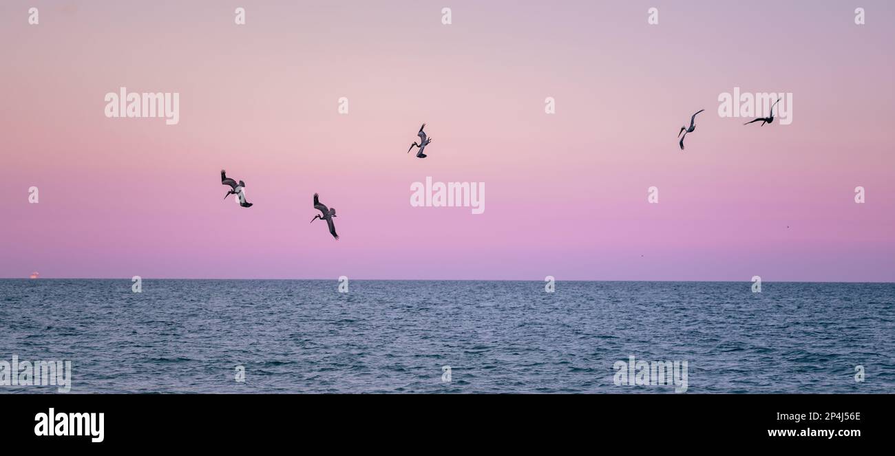 birds flying in the sunset pelican in Florida Stock Photo - Alamy