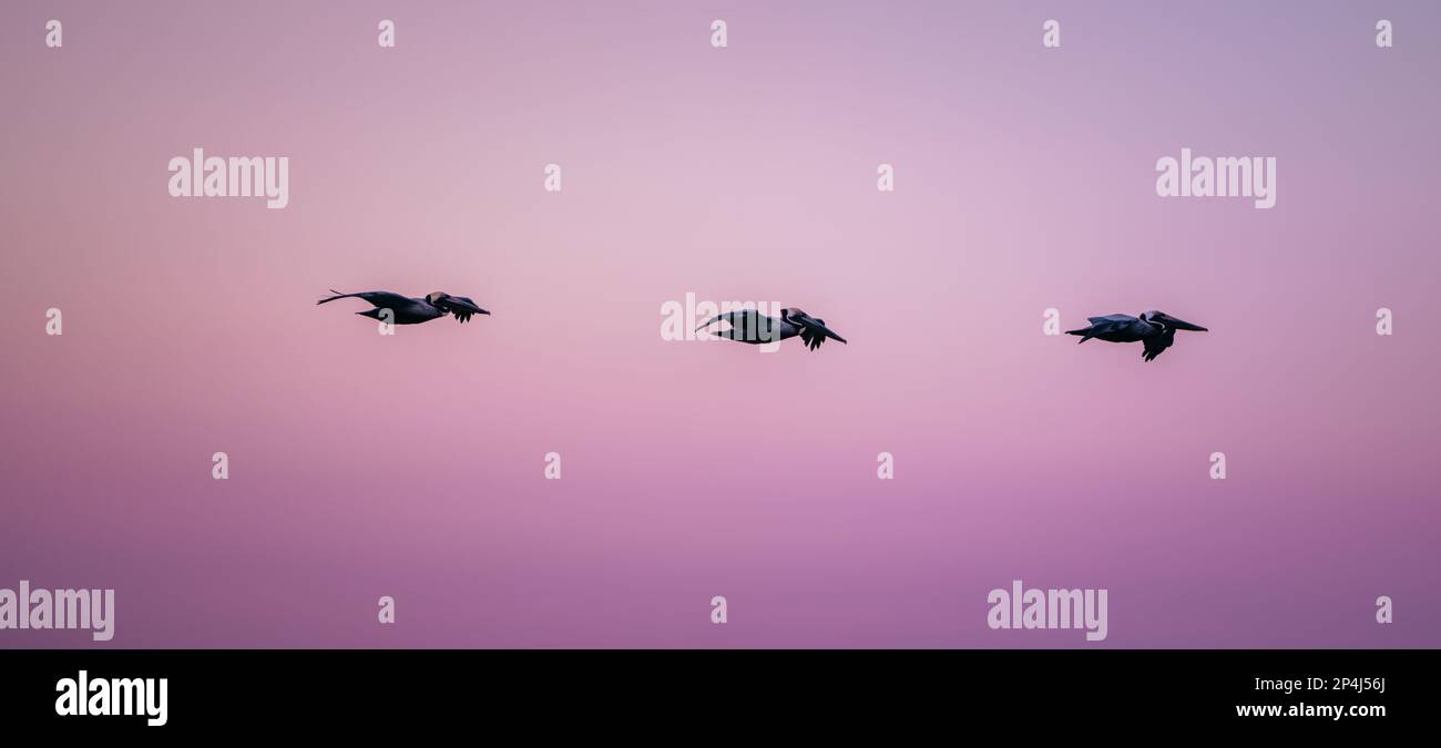birds flying in the sky pelican miami Florida Stock Photo - Alamy