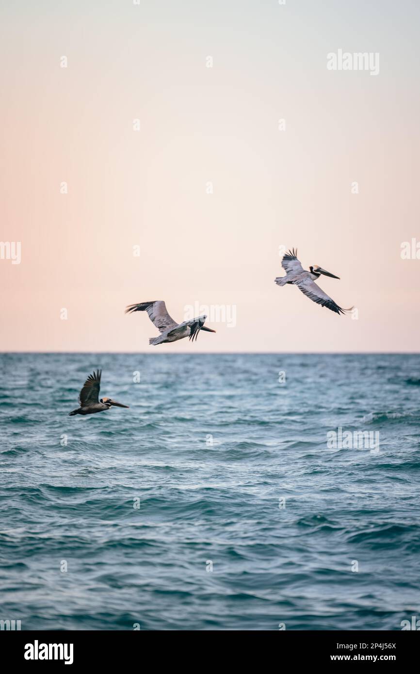 pelican in the sea Miami Beach life Stock Photo - Alamy