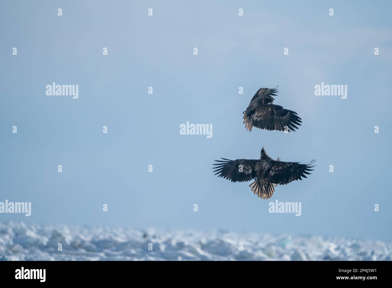 Two white-tailed eagles, one flying above and one below, are arguing. Haliaeetus albicilla ...