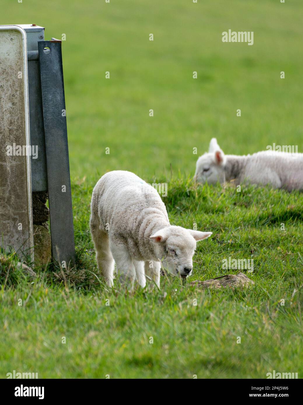 Two baby lambs in green field near metal fence, closeup Stock Photo - Alamy