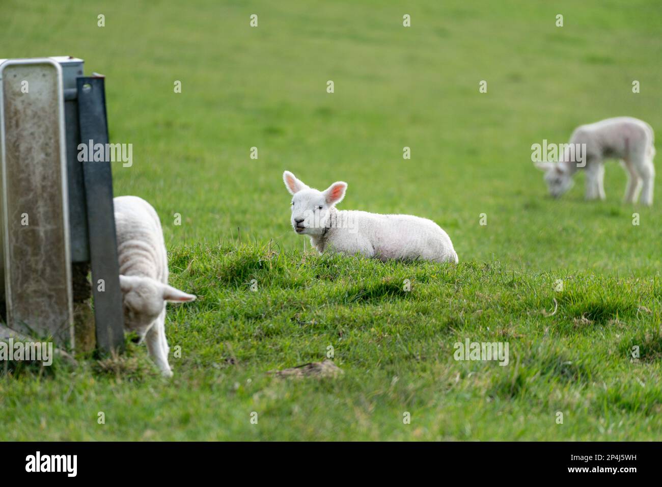 Three lambs grazing fence hi-res stock photography and images - Alamy