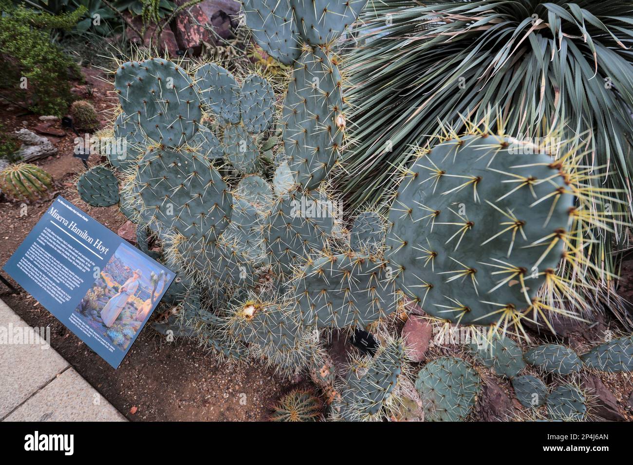 Collection cactus plants conservatory hi-res stock photography and ...
