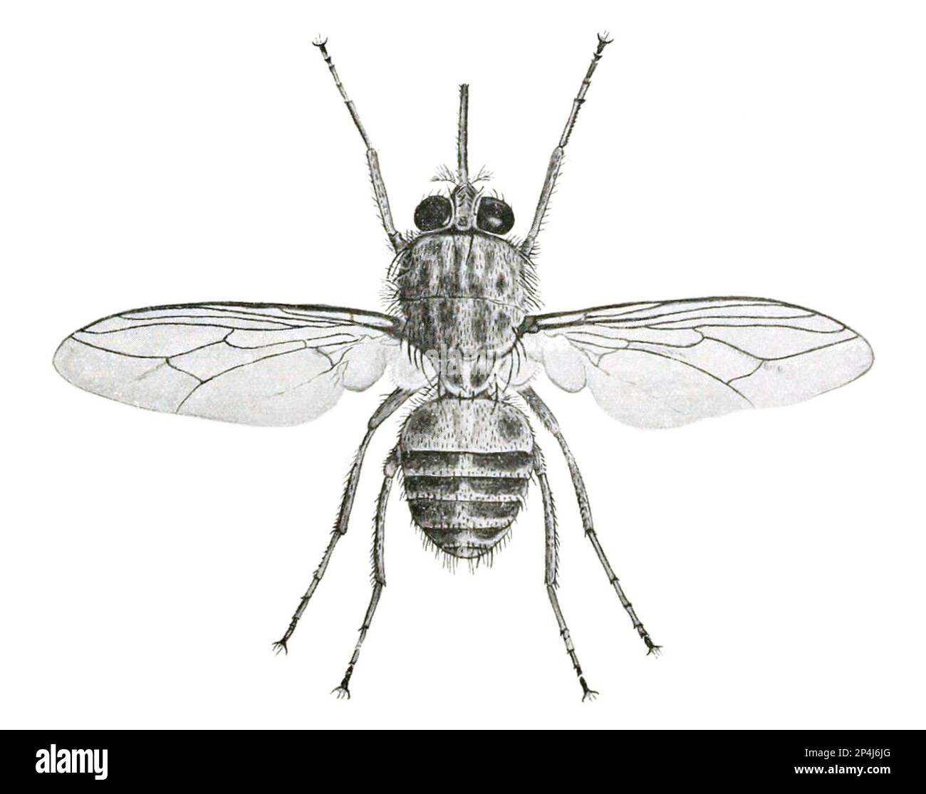 Tsetse fly glossina morsitans hi-res stock photography and images - Alamy
